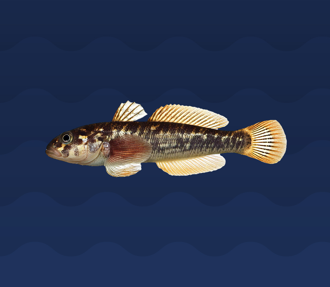 Bute (Plekste) - Piekrastes zivis