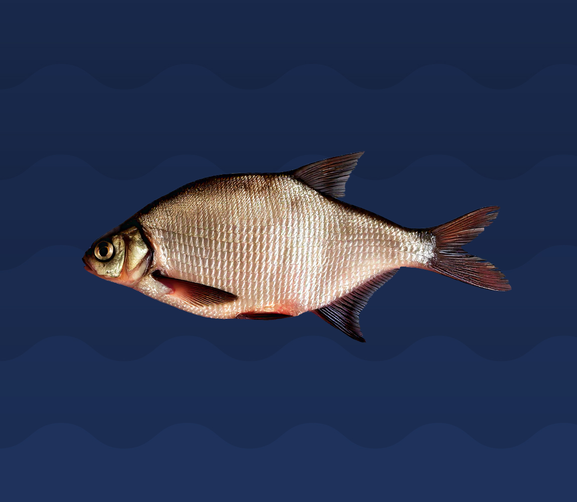 Bute (Plekste) - Piekrastes zivis