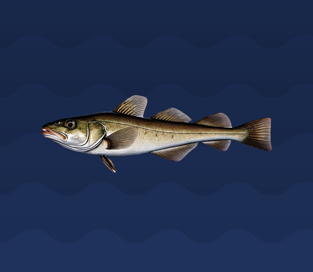 Bute (Plekste) - Piekrastes zivis