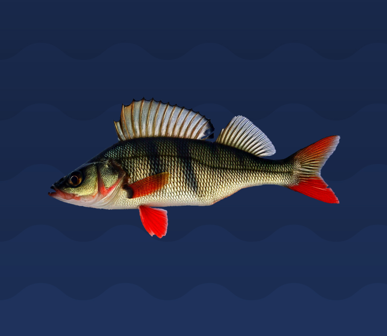 Bute (Plekste) - Piekrastes zivis