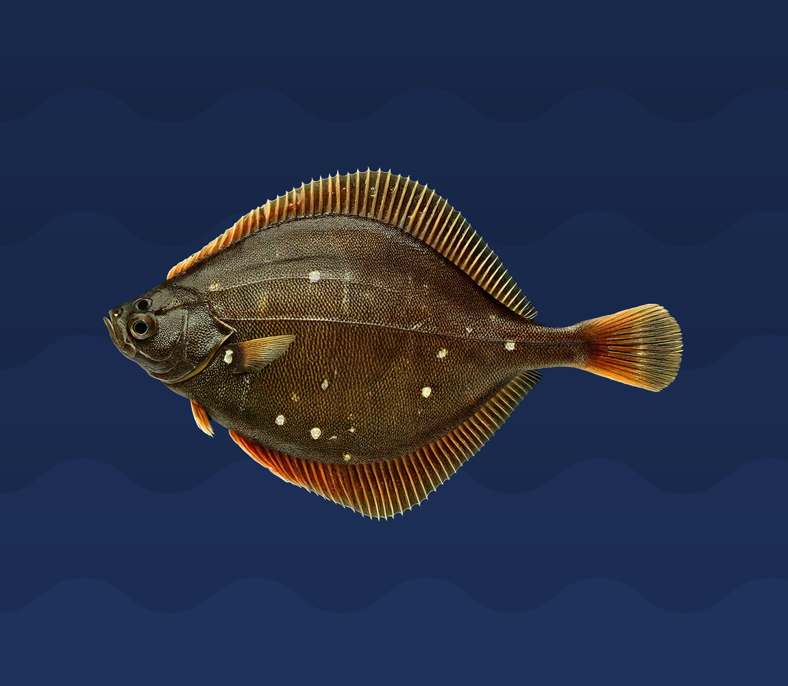 Bute (Plekste) - Piekrastes zivis